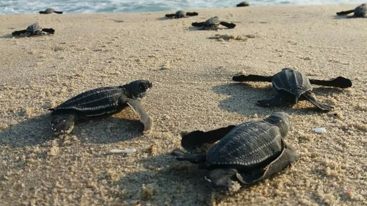 La fascinante aventura de liberar tortugas en Acapulco - Prensa Animal