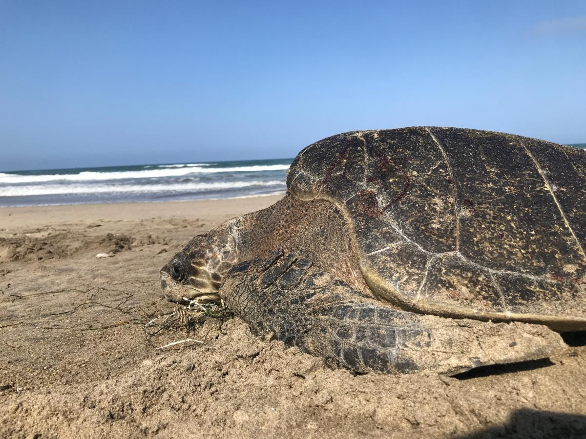 Documentan alta mortandad de tortuga caguama - Prensa Animal