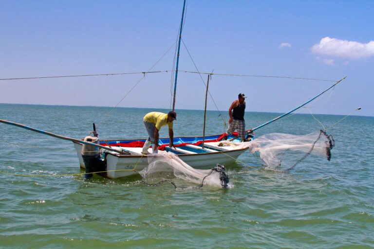 Publican periodos y zonas de veda en pesca de camarón - Prensa Animal