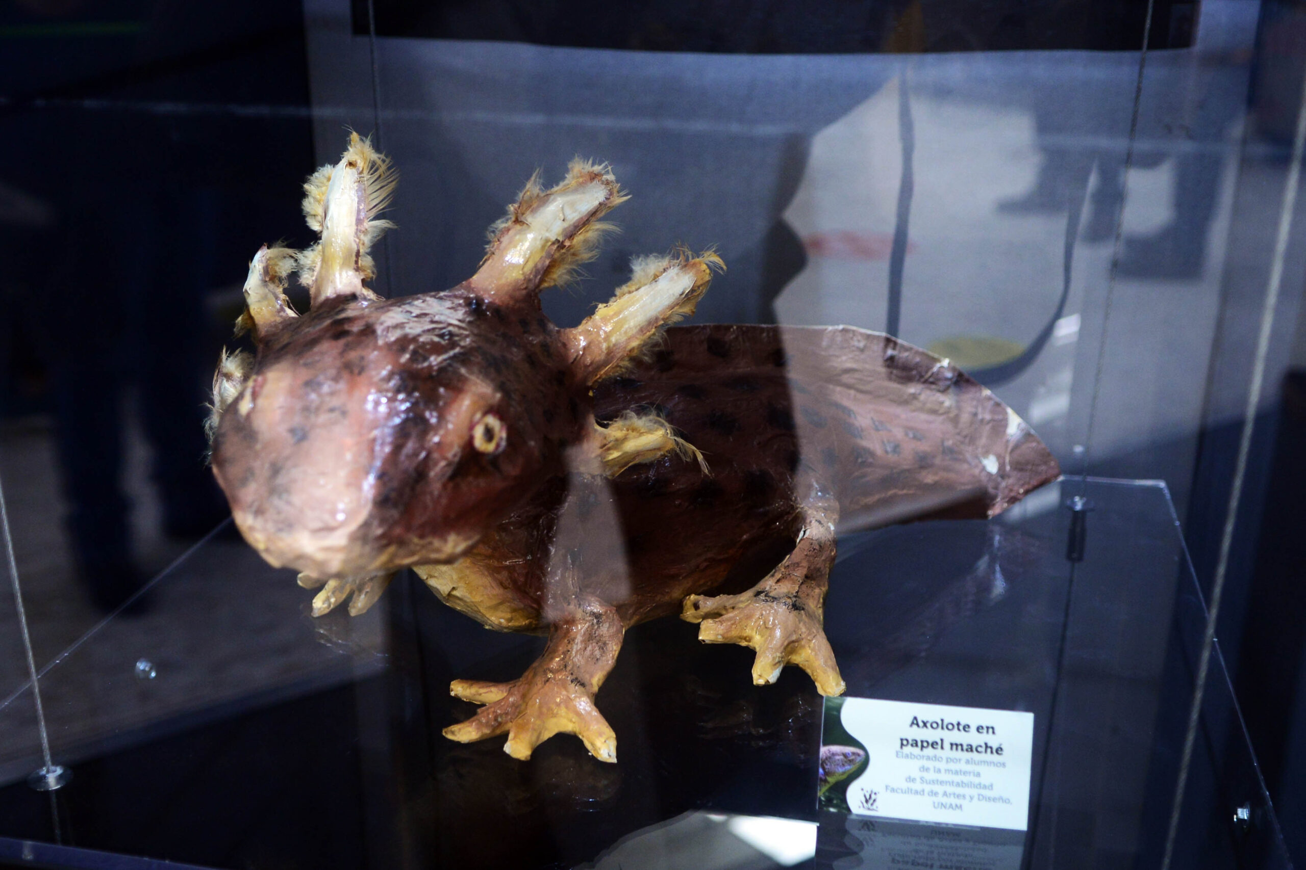 Muestran importancia del rescate del ajolote - Prensa Animal