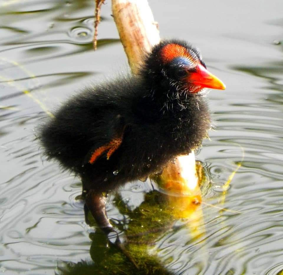 Destacan registro histórico de avistamiento de aves - Prensa Animal