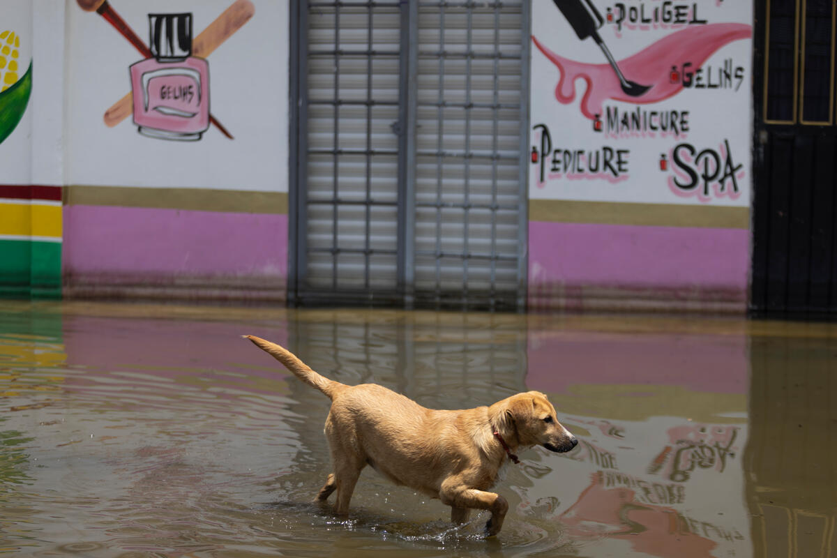 Chalco: cambio climático y falta de planeación urbana - Prensa Animal