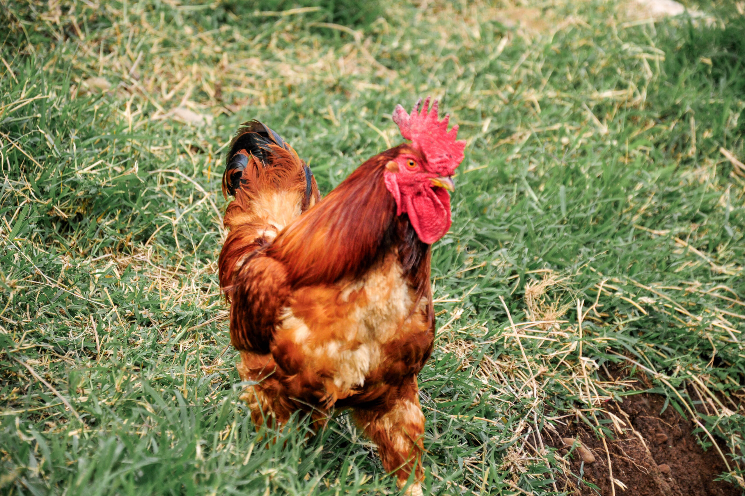 Erradican foco de influenza aviar AH5N1 en traspatio - Prensa Animal