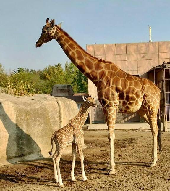 Nombran “Tafari” a bebé jirafa nacido en Aragón - Prensa Animal