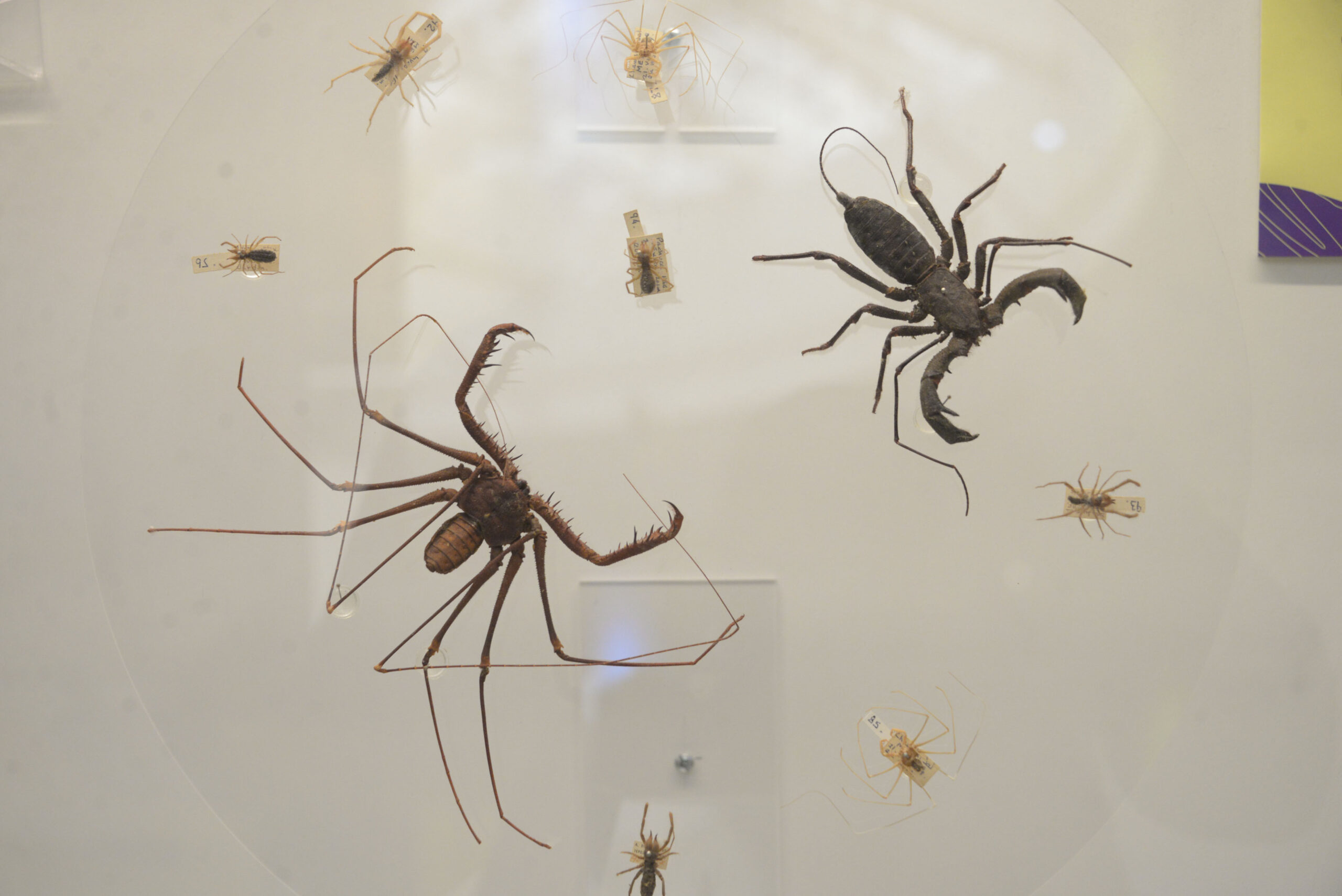 Sin sobresaltos: si ves un alacrán o una araña - Prensa Animal