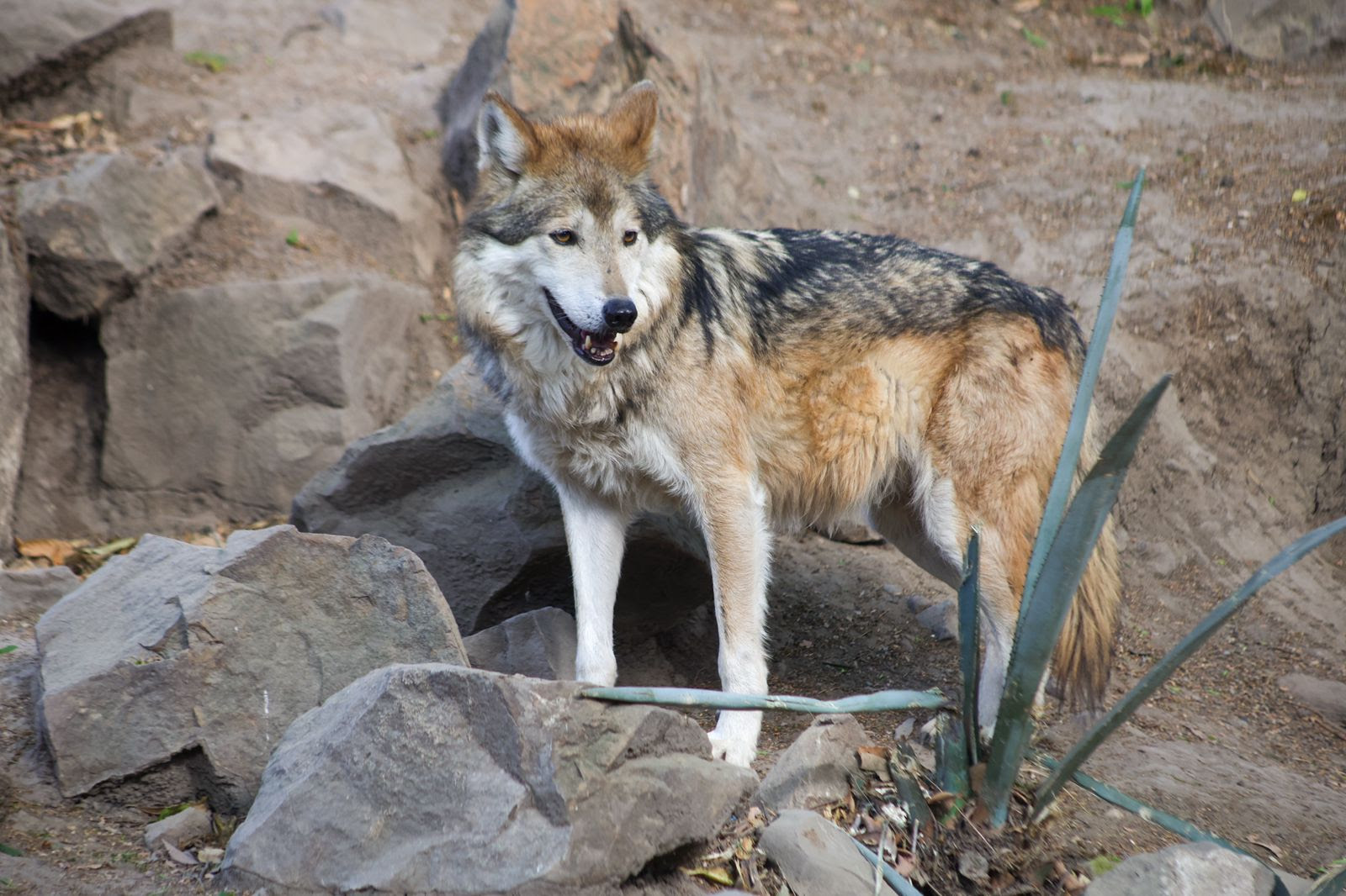 Concurso de dibujo contra extinción del lobo mexicano - Prensa Animal
