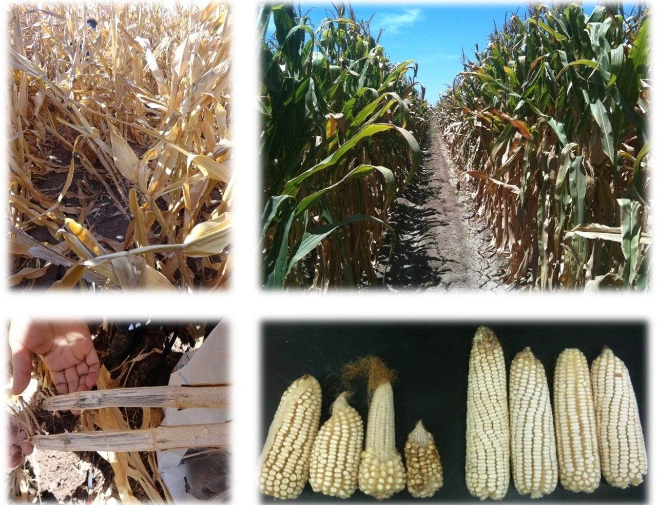 IPN desarrolla combate a hongos en cultivos de maíz - Prensa Animal