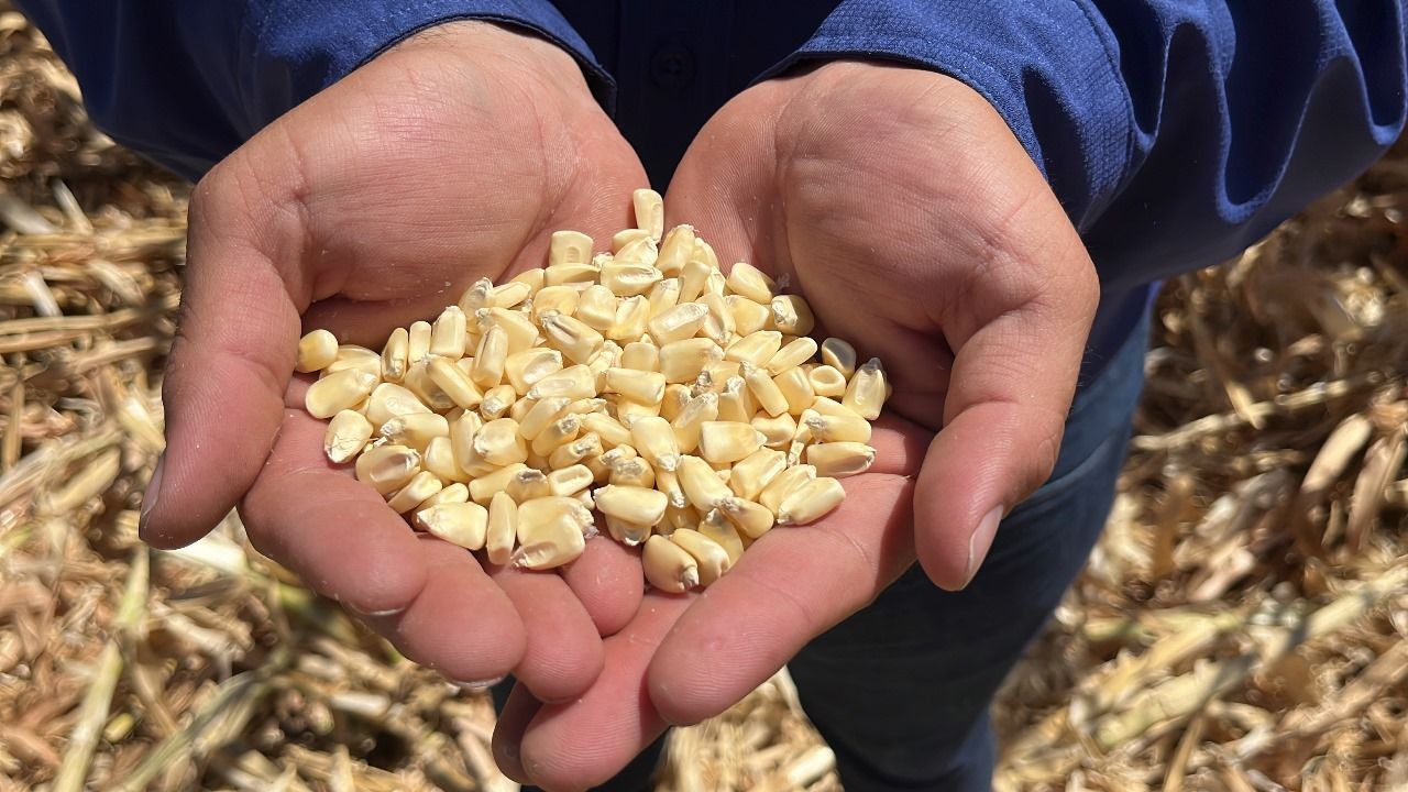 Impide dependencia avanzar en soberanía alimentaria - Prensa Animal