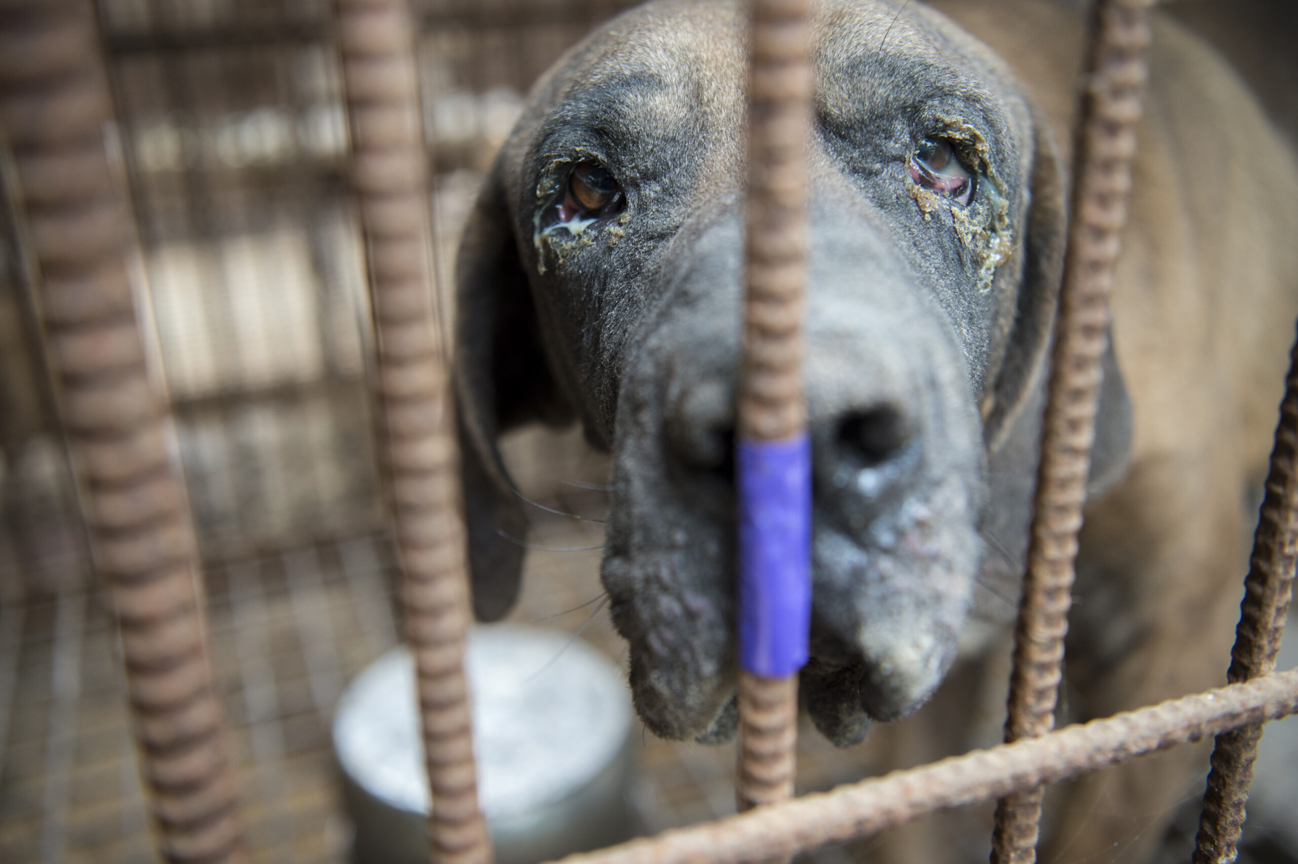 HSI México se convierte en "Humane World for Animals” - Prensa Animal