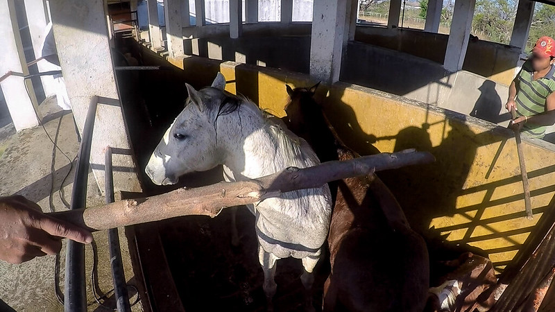Buscan prohibir exportación de caballos para carne - Prensa Animal