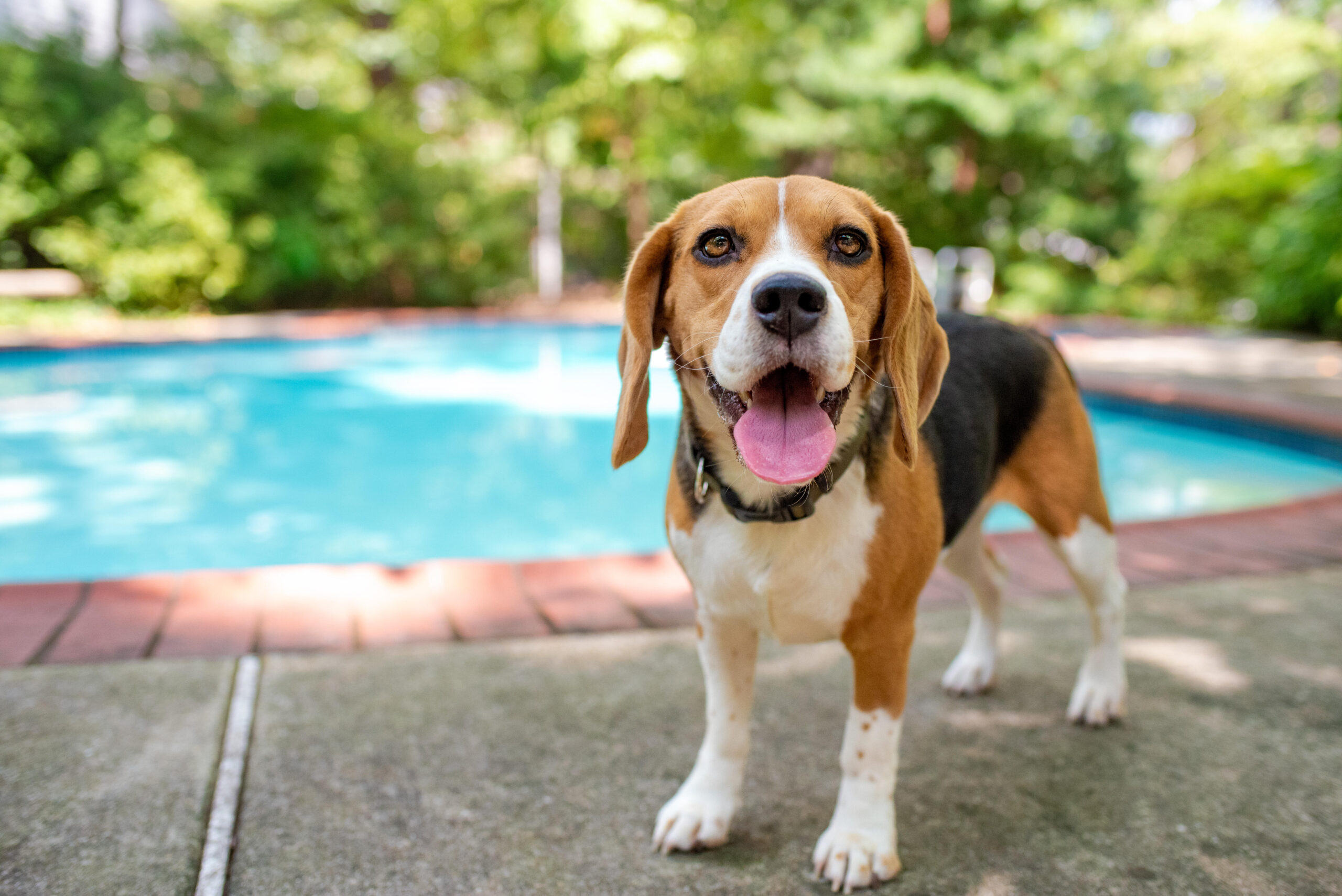 Tips para disfrutar las vacaciones con tu perro - Prensa Animal