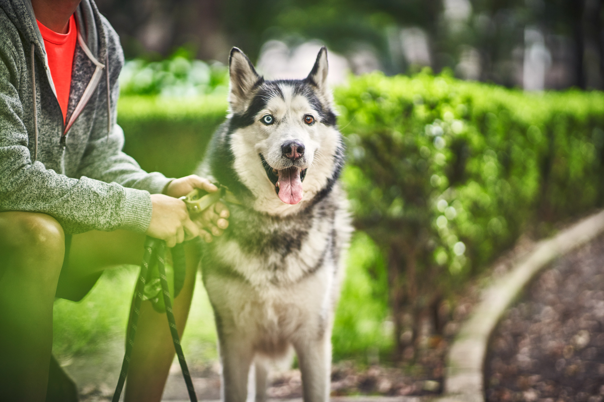 Estrés en animales: síntomas- causas y cómo reducirlo - Prensa Animal