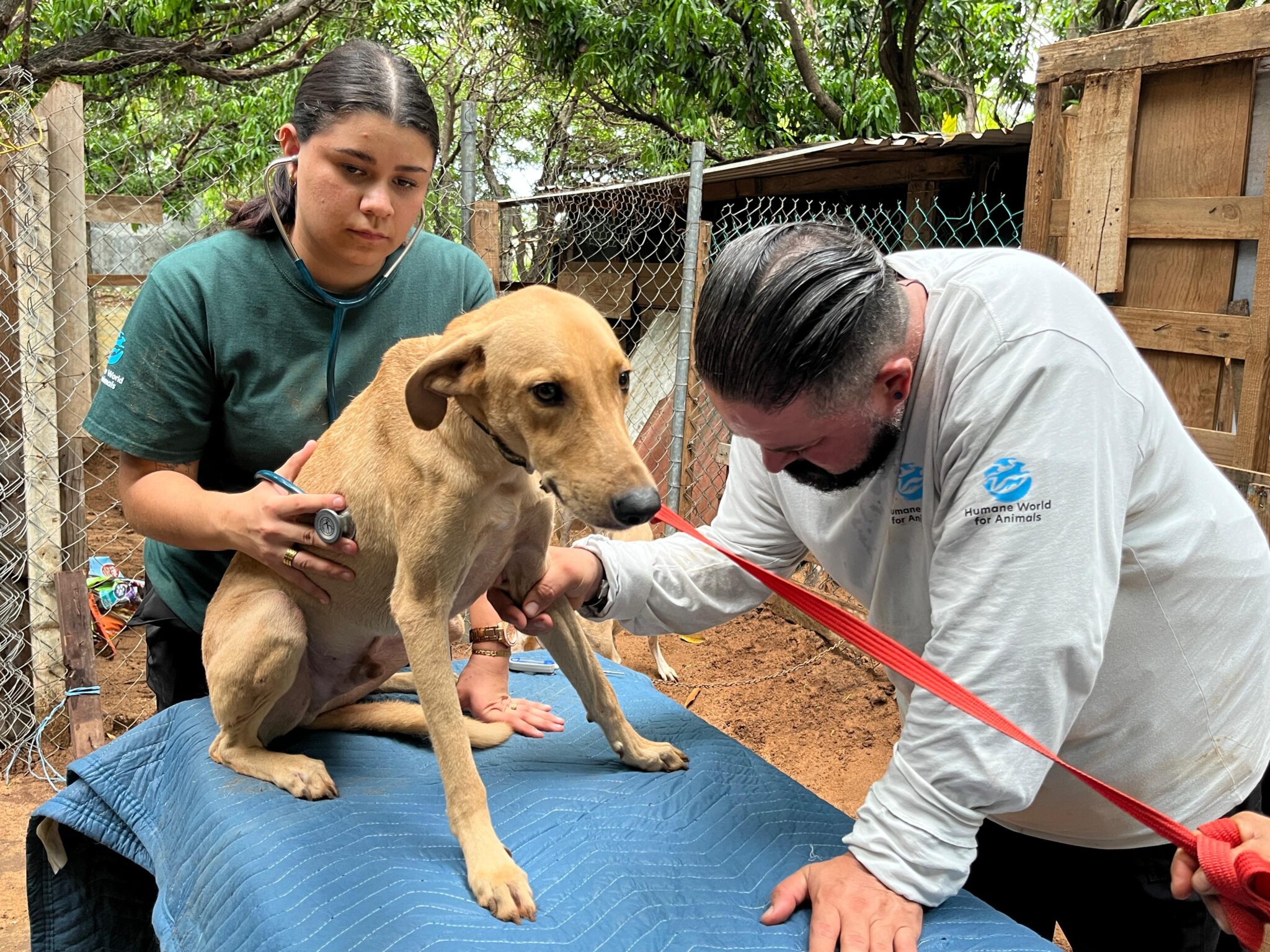 Ayudan a más de 1000 animales por huracán Erick - Prensa Animal
