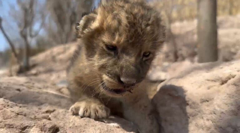 Nace cachorra de león en Santuario Ostok - Prensa Animal