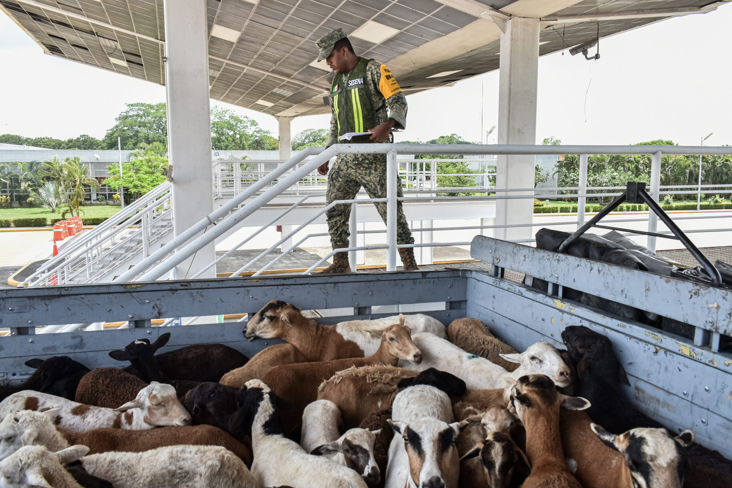 Amplian vigencia en Emergencia de Sanidad Animal - Prensa Animal