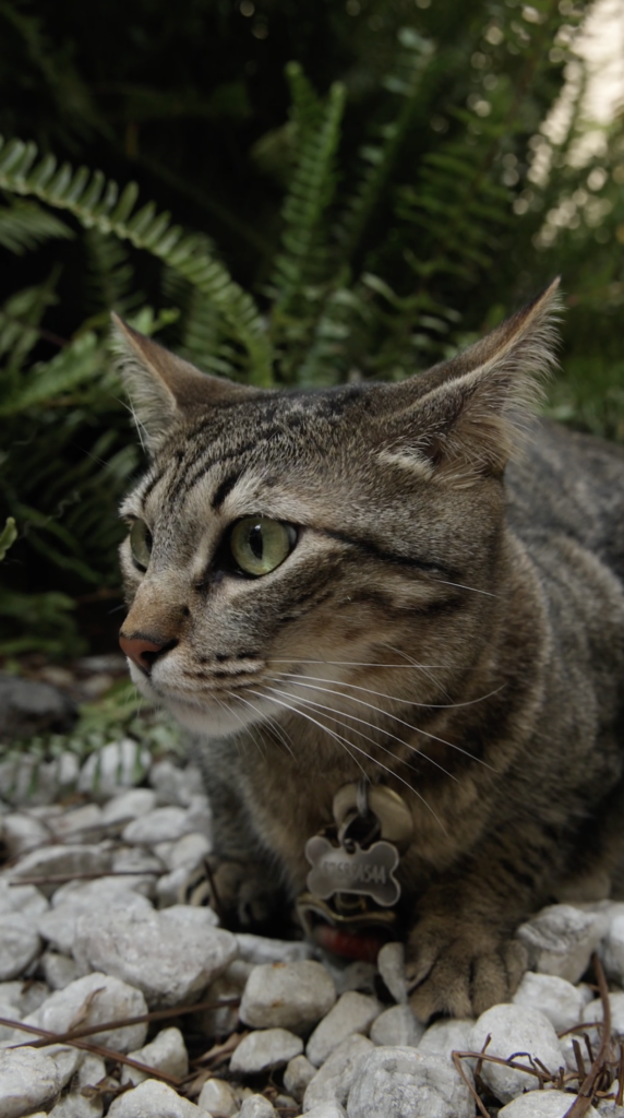 Bye Bye Friend recuerda que su huella es para siempre - Prensa Animal