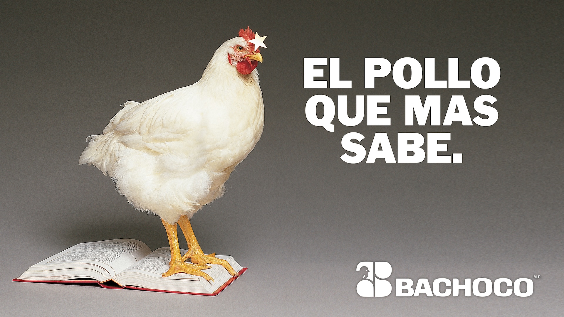 “El trabajo en Bachoco es el peor” : ex empleado - Prensa Animal
