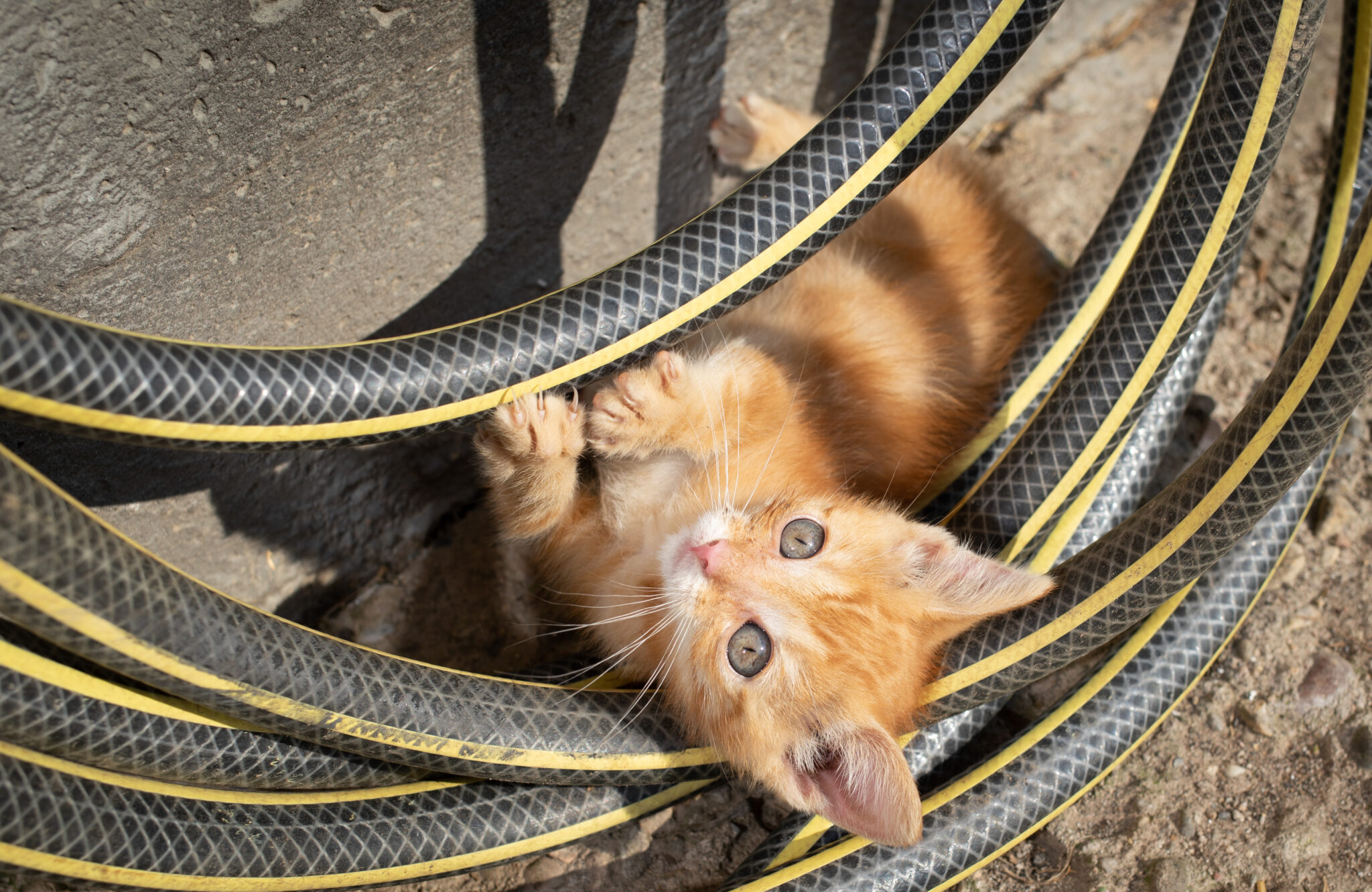 Pequeños bigotes- grandes cuidados: Día del Gato - Prensa Animal