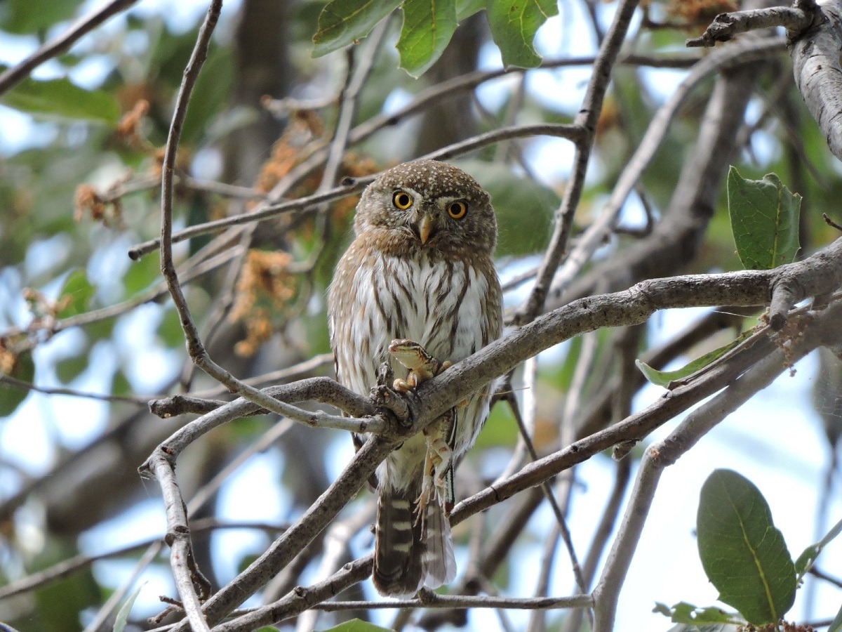 Queda bajo resguardo reserva Sierra La Laguna - Prensa Animal