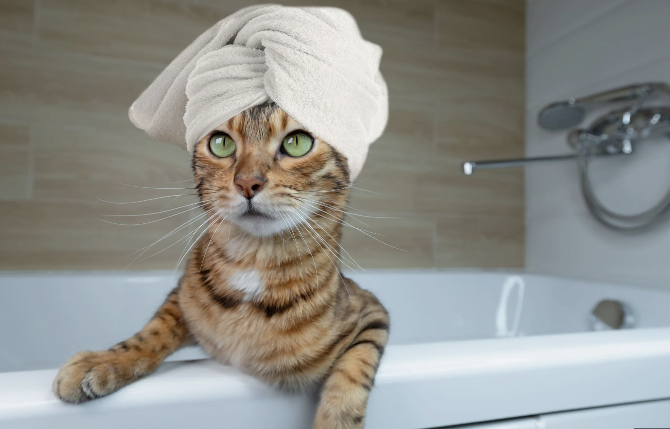 Así puedes consentir y bañar a tu michi en el Día del Gato - Prensa Animal