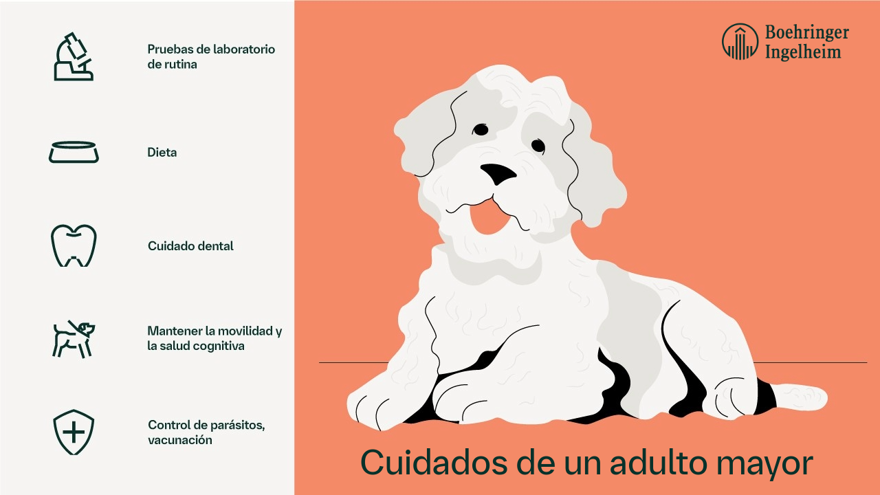 26 de agosto Día del Perro: cuidemos su salud - Prensa Animal