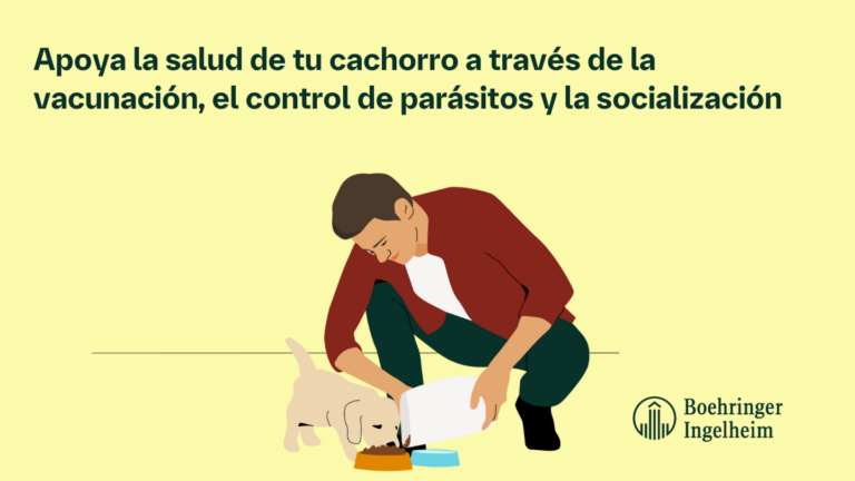 26 de agosto Día del Perro: cuidemos su salud - Prensa Animal