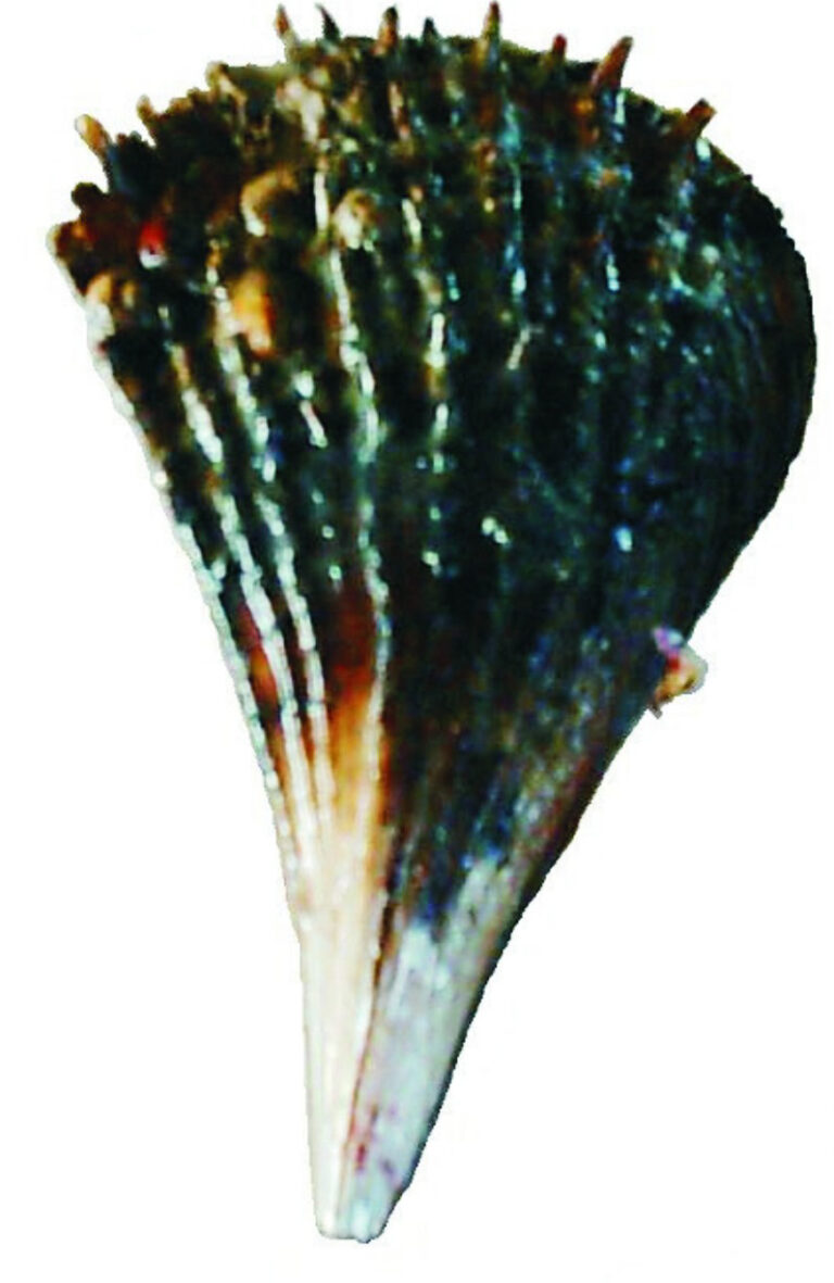 Actualizan la veda del callo de hacha en Sonora - Prensa Animal