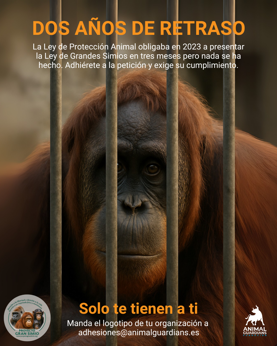 España abordará la Ley de Grandes Simios - Prensa Animal