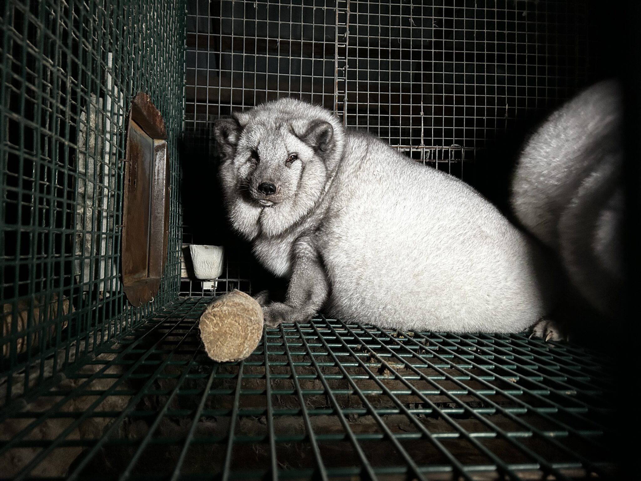 Condé Nast y Vogue dejan de usar pieles - Prensa Animal