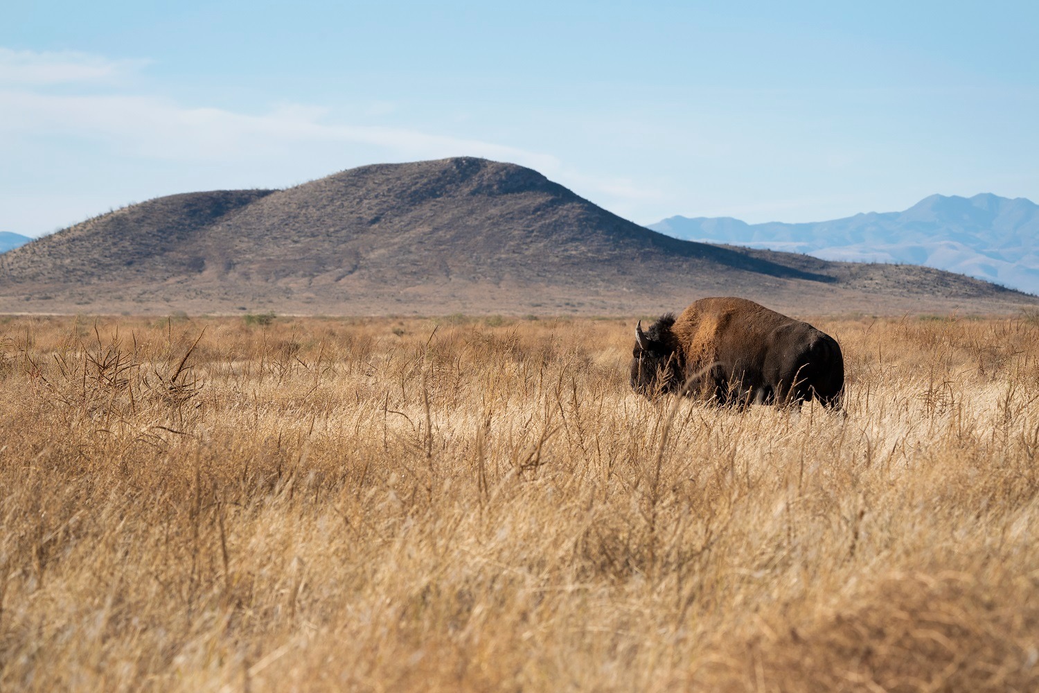 Se restablece presencia del bisonte en pastizales - Prensa Animal